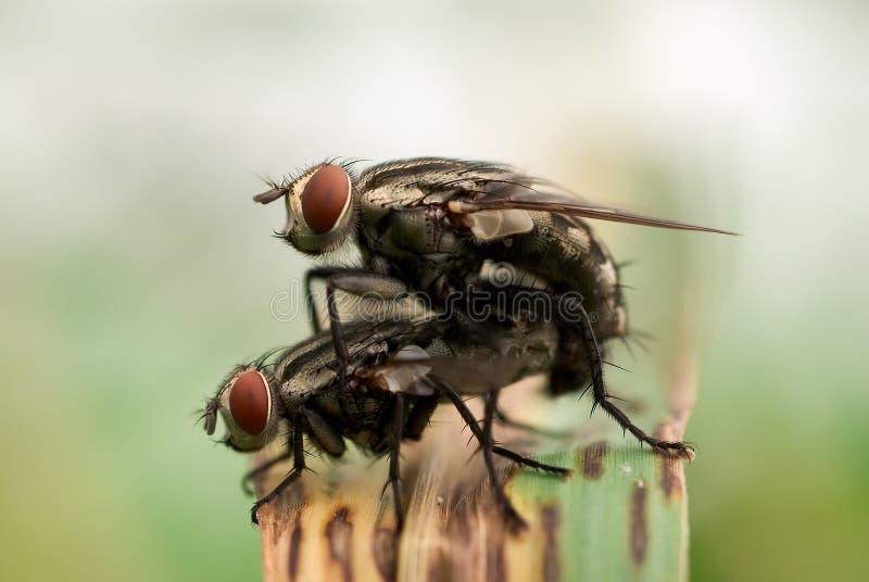 Flies mating in the wild stock photo. Image of nature - 4918612