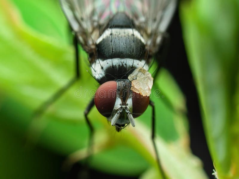 Flies with Pebbles on Their Eyes Stock Photo - Image of flies, bugs ...