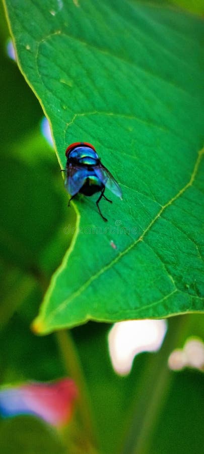 146 Flies Perch Leaves Stock Photos - Free & Royalty-Free Stock Photos ...