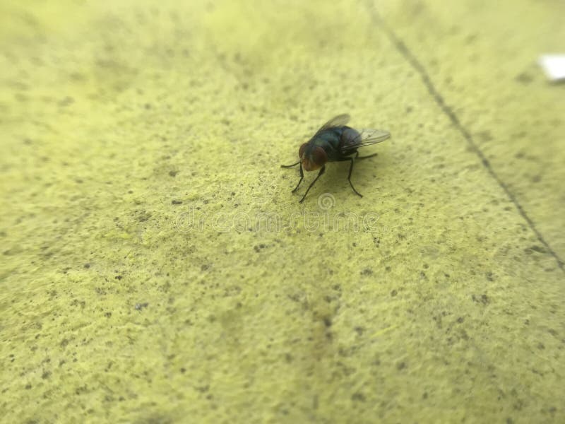 Flies stock image. Image of paint, flies, animal, yellow - 151284473