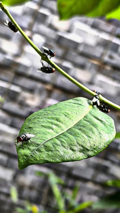 Flies Perch Tree Leaves Branches Stock Photos - Free & Royalty-Free ...