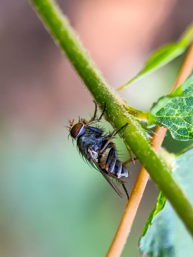 Flies are Perched on the Branches of Tropical Forest Trees Stock Image ...