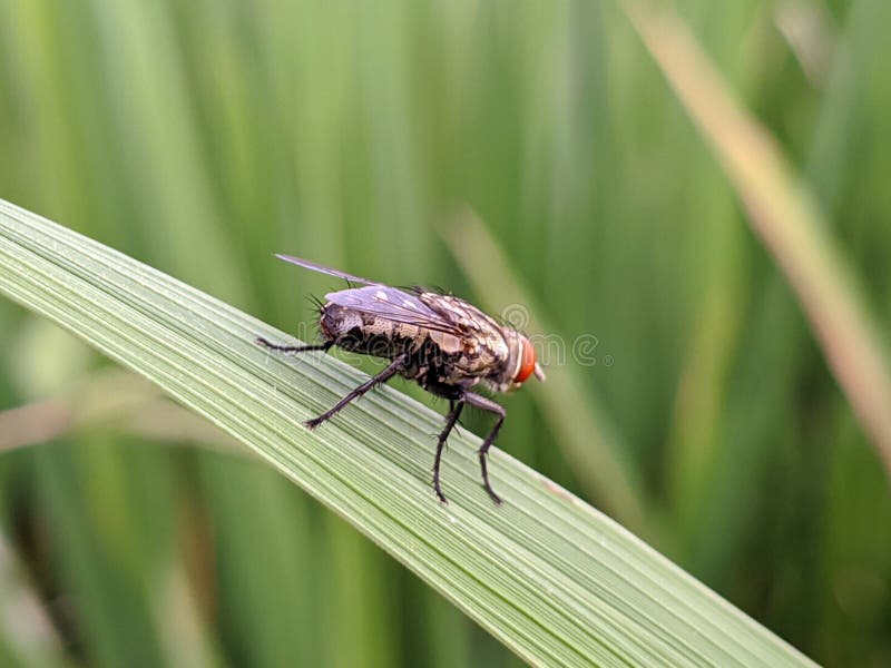 Flies Perched on Green Rice Leaves Stock Image - Image of arthropod ...