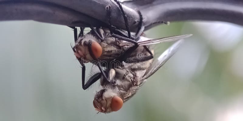 Two flies making love stock image. Image of macros, photografy - 242331703