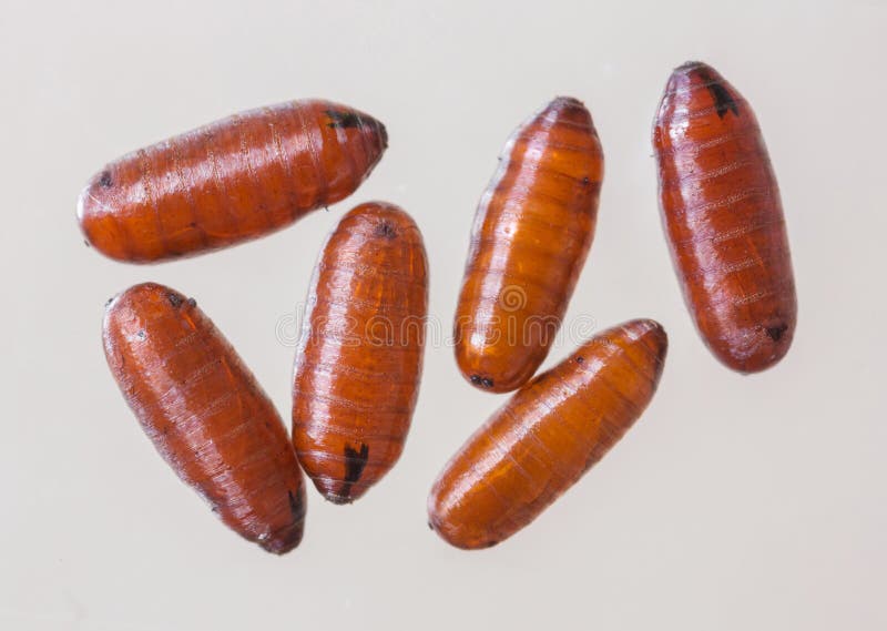 Flies Pupae Royalty Free Stock Images - Image: 29897069
