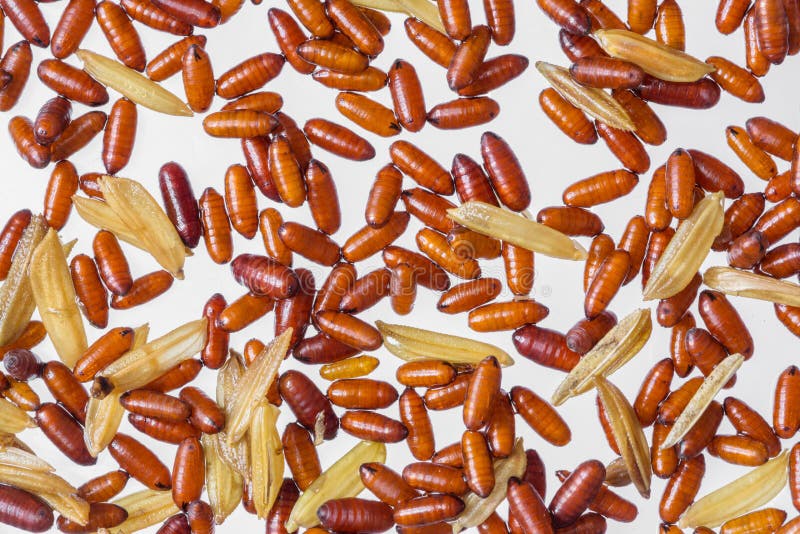 Flies pupae stock image. Image of grunge, larvae, eyes - 29897175