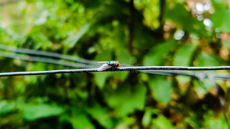 Flies relaxing on the wire stock image. Image of damselfly - 268137917