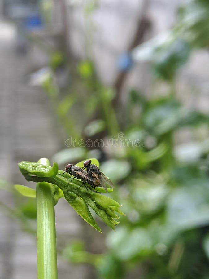 Flies Reproduce in Plant by Metamorphosis Stock Photo - Image of flies ...