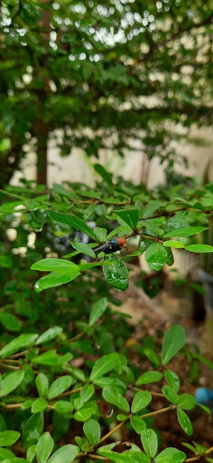 A Flies Resting in a Leaves Stock Photo - Image of flies, tree: 268123968
