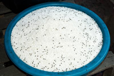 Flies in Rice stock image. Image of bokeo, rice, food - 23394683