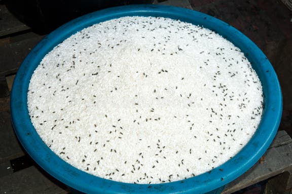 Flies in Rice stock image. Image of bokeo, rice, food - 23394683