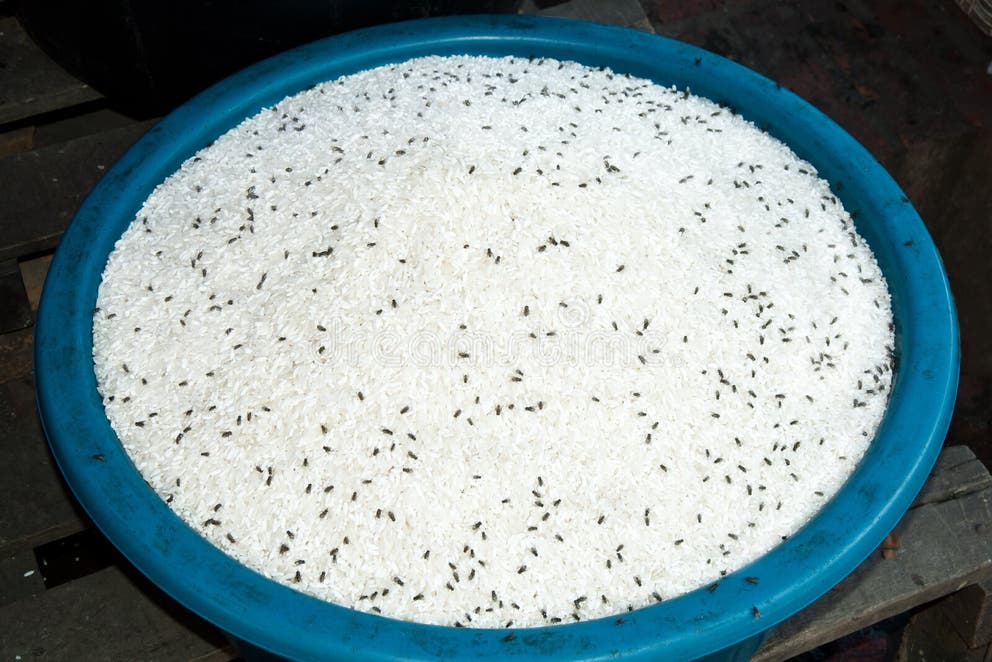 Flies in Rice stock image. Image of bokeo, rice, food - 23394683
