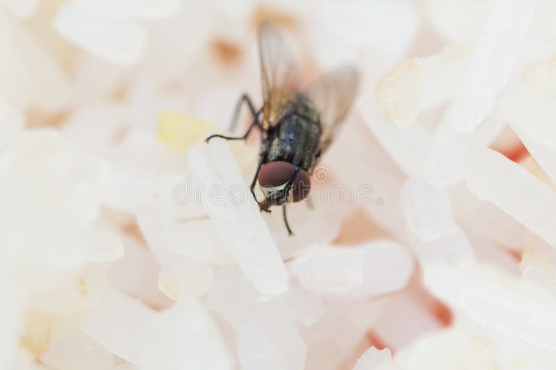 Flies in Rice stock image. Image of bokeo, rice, food - 23394683
