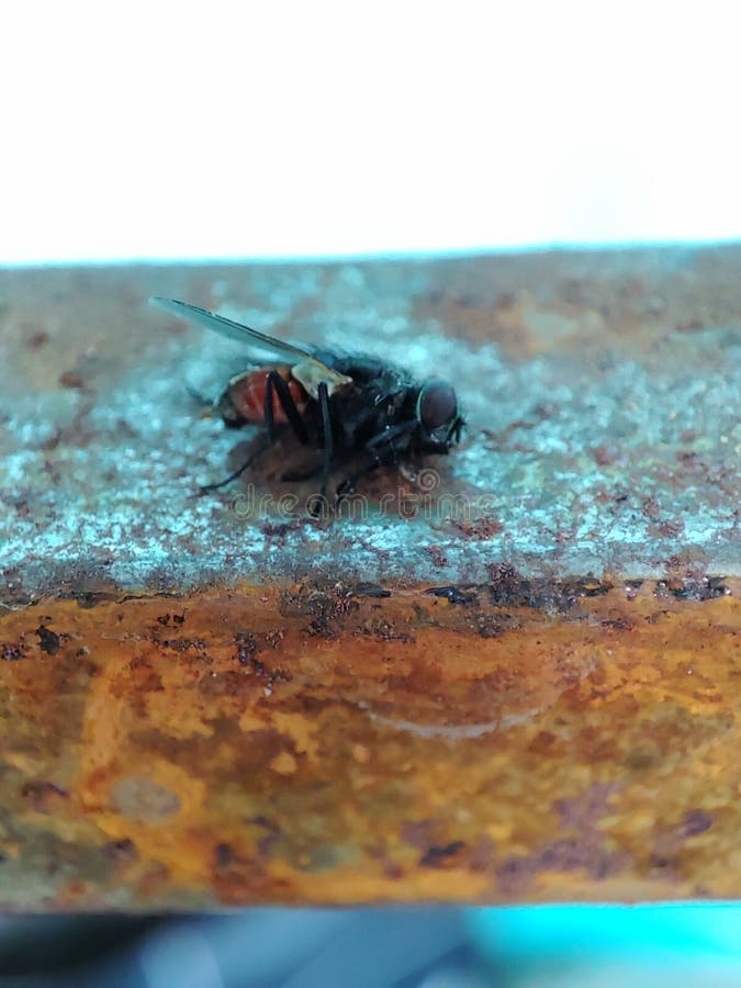 Flies on Rusty Iron Die after Eating Poison Stock Image - Image of iron ...