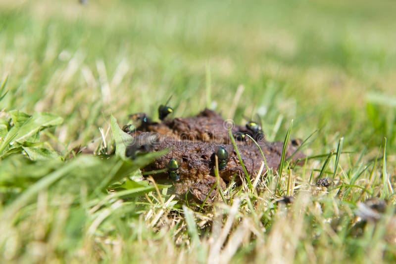 Flies Excrement Stock Photos - Free & Royalty-Free Stock Photos from ...