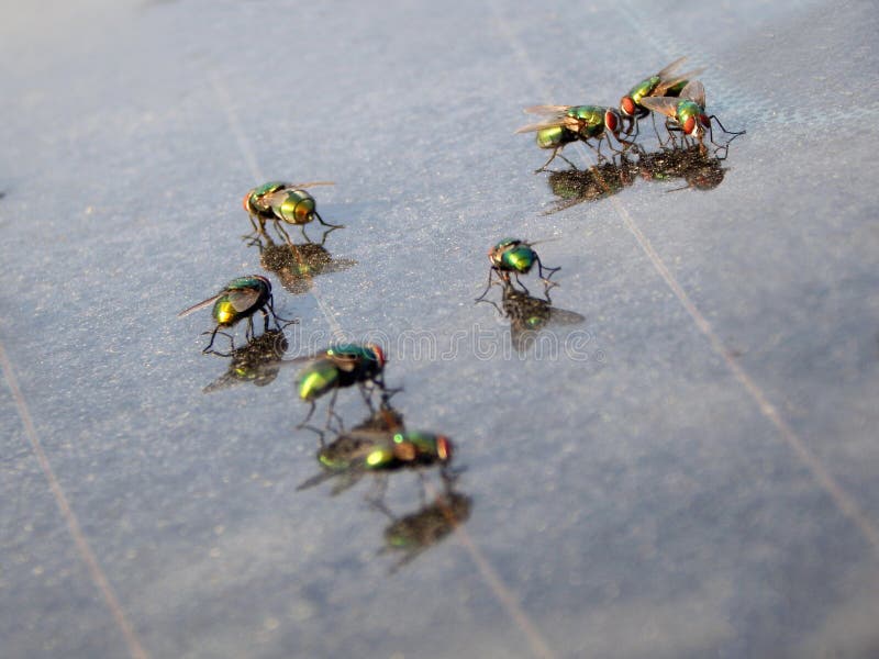 Flies are Sitting on the Glass Stock Photo - Image of themes ...