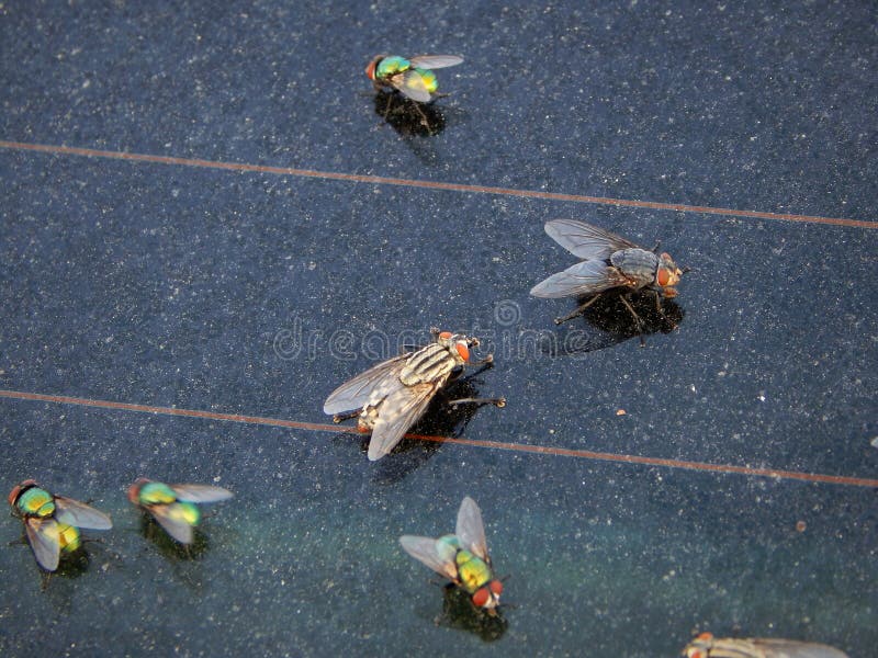 Flies are Sitting on the Glass Stock Photo - Image of themes, pest ...