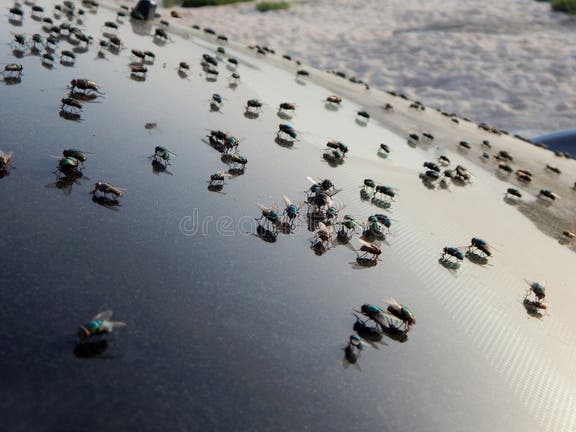 Flies are Sitting on the Glass Stock Image - Image of insect, swarm ...
