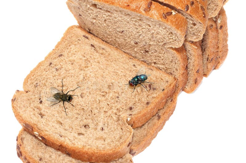 Flies Sitting on Sliced Bread Stock Photo - Image of insects ...