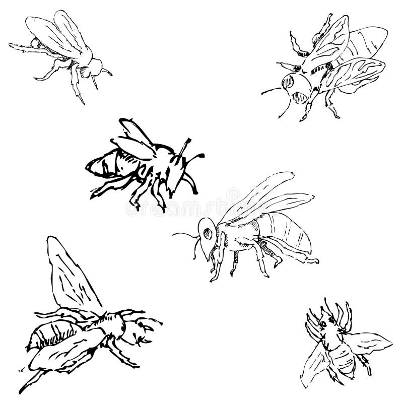 Flies. Sketch by Hand. Pencil Drawing Stock Vector - Illustration of ...
