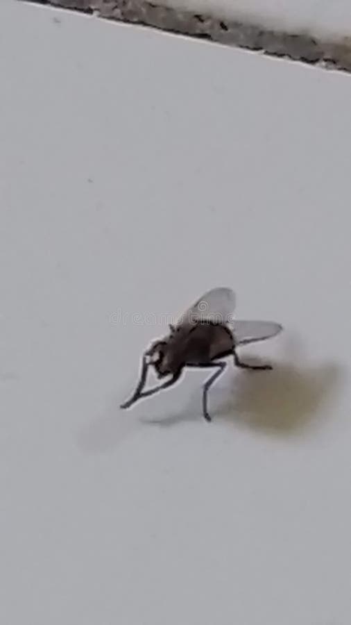 Flies, Small Animals that Fly Around Us a Lot. Stock Image - Image of ...