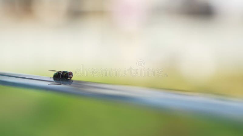 Flies Spreading Bacteria with Their Legs Stock Footage - Video of ...