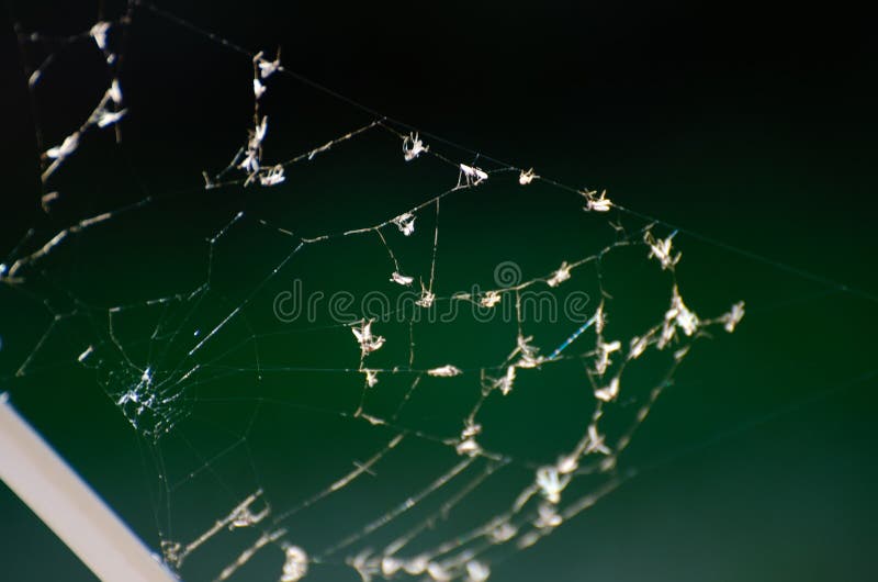 Flies Stuck in a Spider S Web Stock Image - Image of skillful, line ...