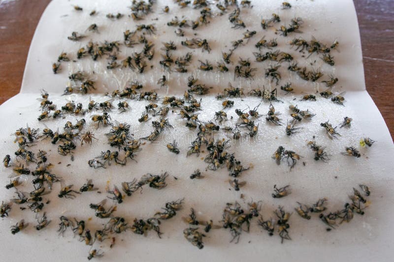 Flies trapped in fly glue. stock photo. Image of pest - 279605510