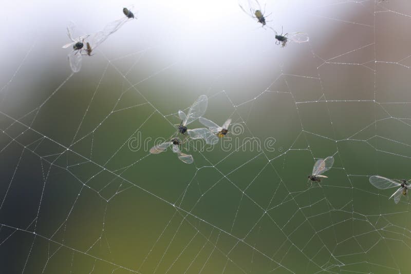 Flies Trapped In Spider Web Royalty Free Stock Photography - Image: 464267
