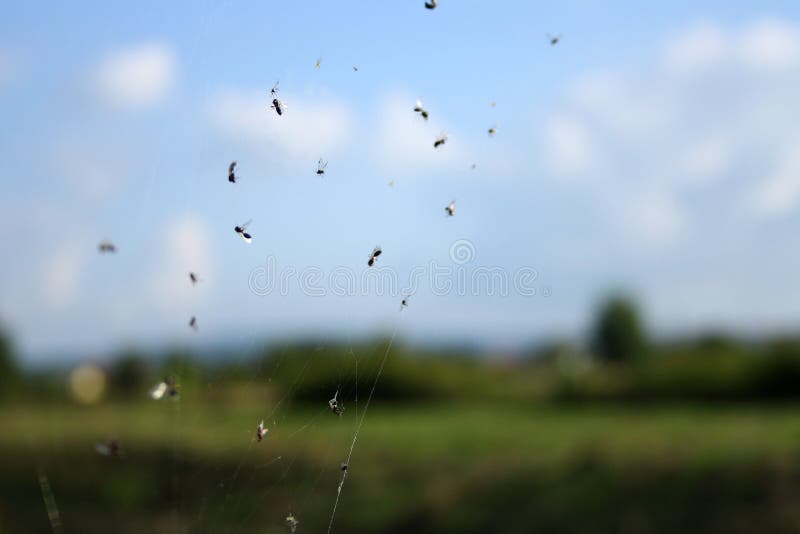 Flies Trapped in Spider Web Stock Image - Image of stuck, kill: 464267