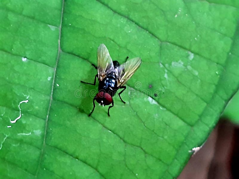 Flies are a Type of Flying Insect from the Diptera Order, Synonymous ...