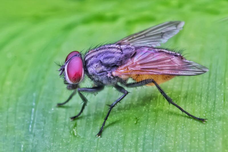 The Fly is small details stock photo. Image of diptera - 270761996