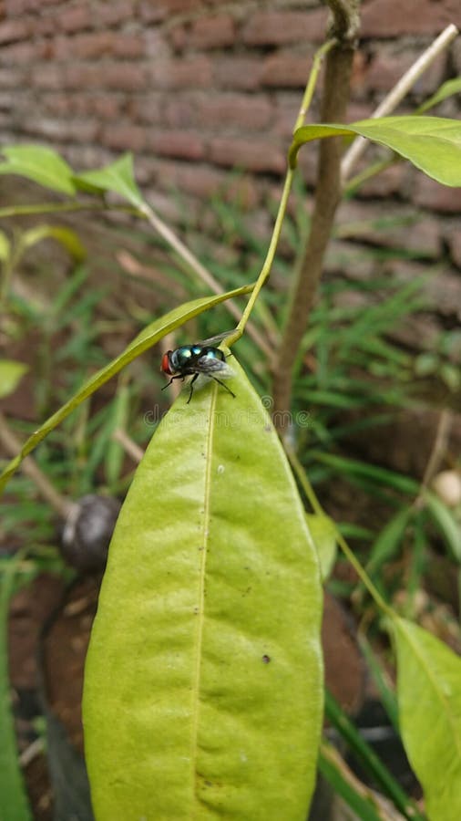 Flies are a Type of Insect from the Diptera Order & X28;derived from ...