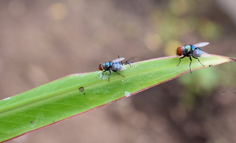 Flies macro wallpaper stock photo. Image of ovipositor - 104787092