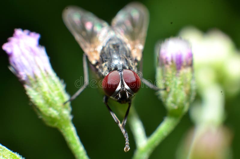 Flies are a Type of Insect that Has 2 Wings with the Eyes and Most Have ...