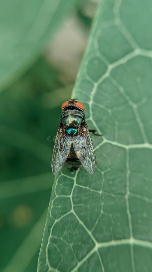 Small Animal or Carrion Fly, Bluebottles or Cluster Fly Stock Photo ...
