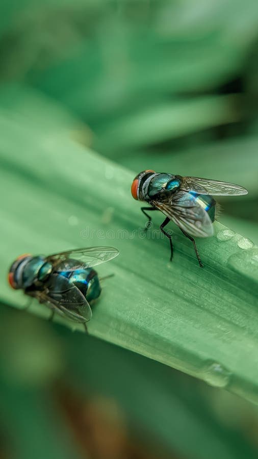 Two Flies on a Leaf in the Morning Stock Photo - Image of orders ...