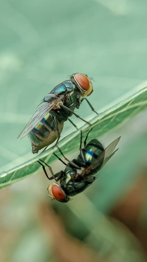 Two Flies on and Under a Leaf in the Morning Stock Image - Image of ...