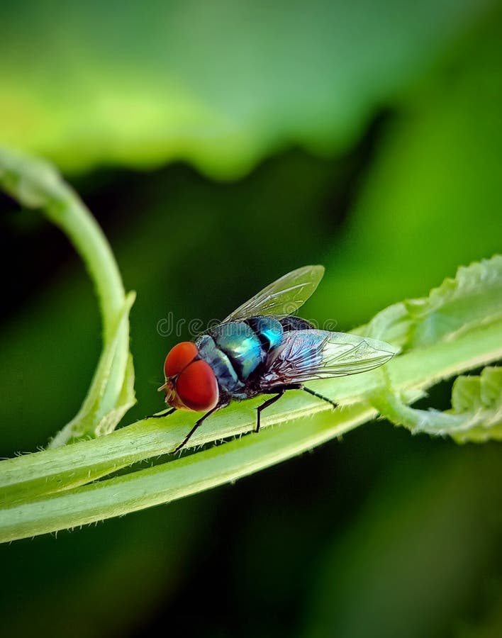 Flies that Usually Settle in Garbage Manure Stock Image - Image of ...