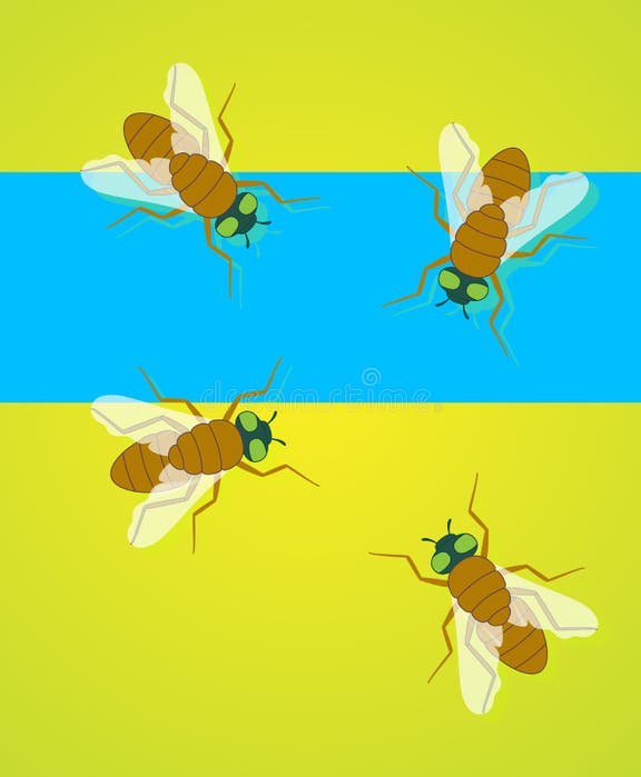 Flies Vector stock vector. Illustration of insect, housefly - 94295796