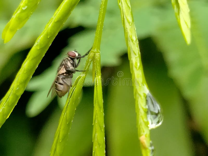 Flies on Wet Branches after Rain Stock Image - Image of leaf, rain ...