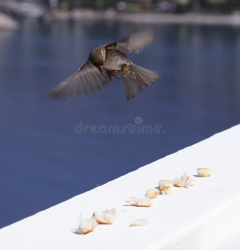 Flighing Bird, Looking at Breamdcrumbs Stock Photo - Image of nature ...