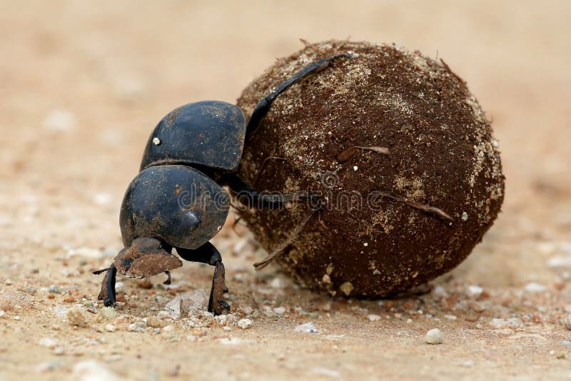 Flighless Dung Beetle Rolling Ball Stock Photo - Image of beetle ...