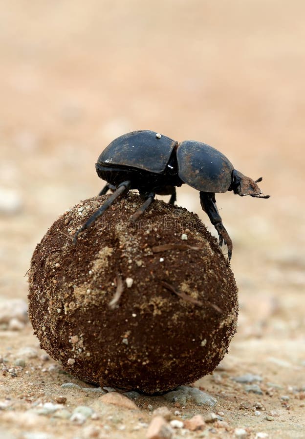 Flighless Dung Beetle Rolling Dung Ball Stock Image - Image of rolling ...