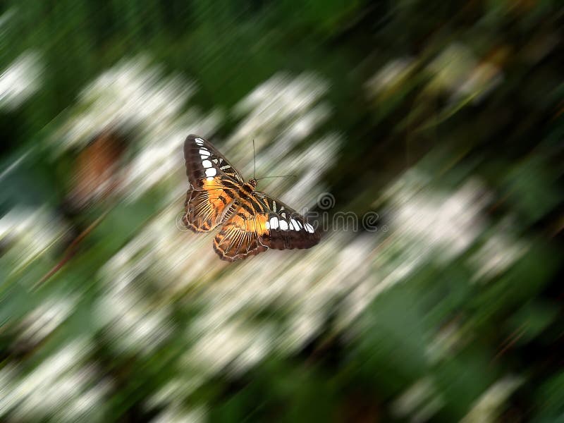 In Flight stock photo. Image of movement, butterfly, move - 654366
