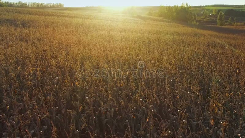 Above Golden October Land in Nature Park, Aerial Stock Video - Video of ...