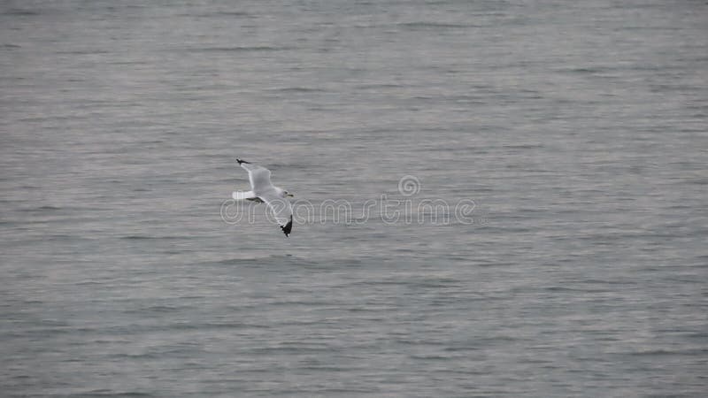In Flight Above Wavy Waters Stock Image - Image of bird, wings: 207125631