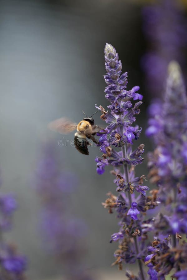 Flight of the Bee stock photo. Image of plant, wildlife - 85587312