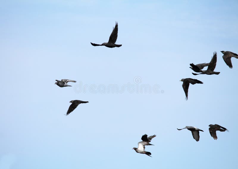 Flight of bird stock photo. Image of spring, peace, flight - 70032044
