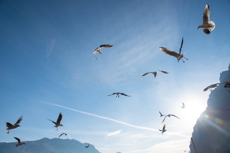 The Flight of Birds Against the Blue Sky in Backlight Stock Photo ...